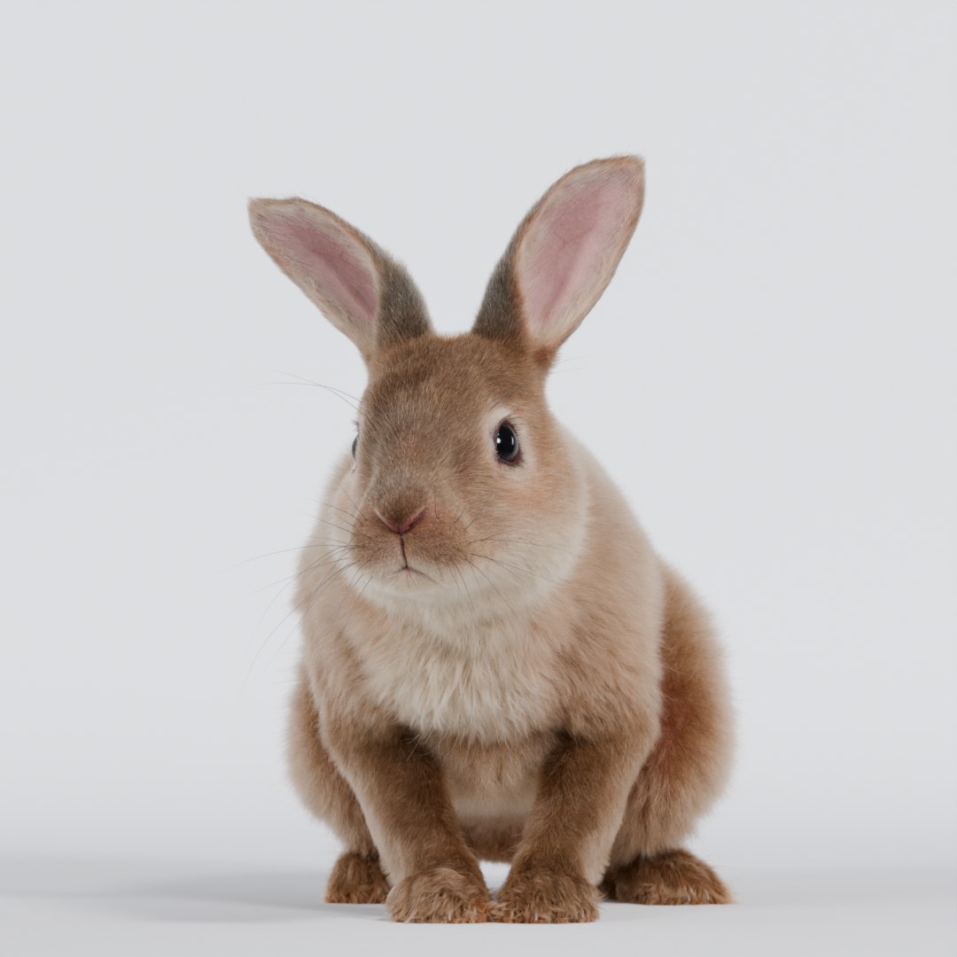 3D Rabbit Rigged Model - TurboSquid 2329471