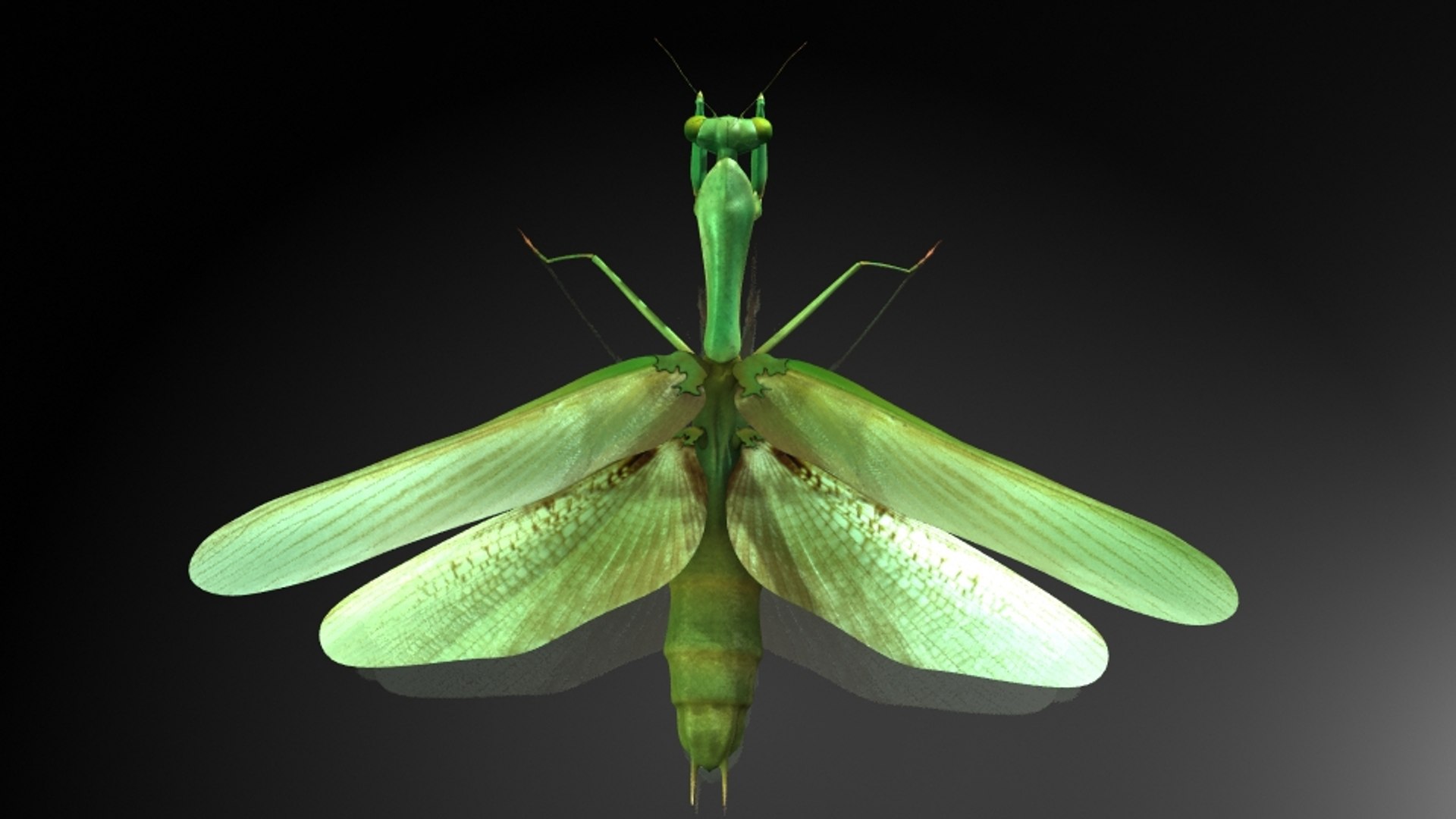 Mantis Insects Model - TurboSquid 1324064