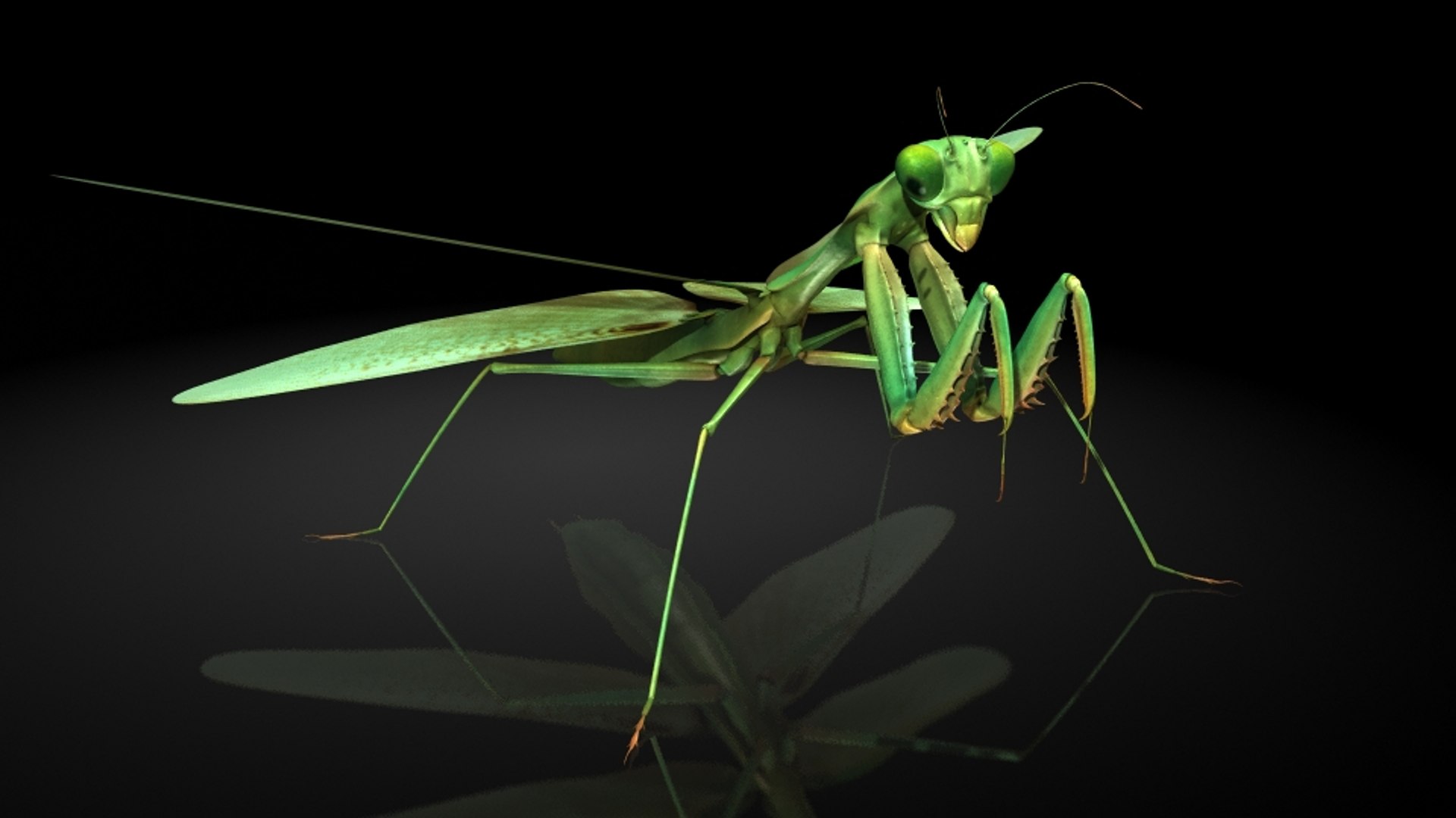 Mantis Insects Model - TurboSquid 1324064