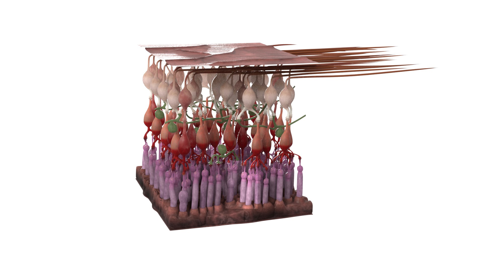 Section Retina 3D Model - TurboSquid 1460654