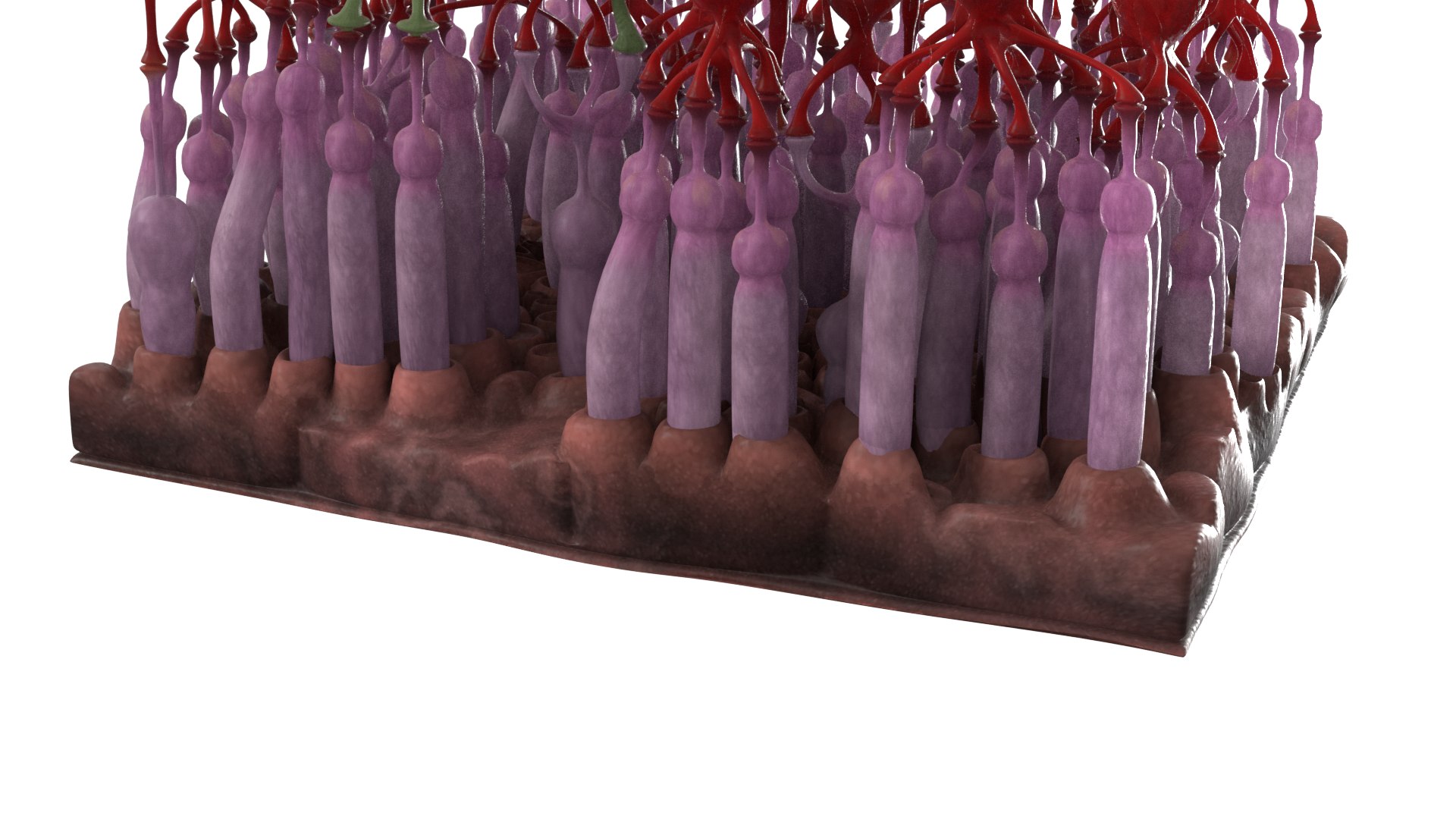 Section Retina 3D Model - TurboSquid 1460654