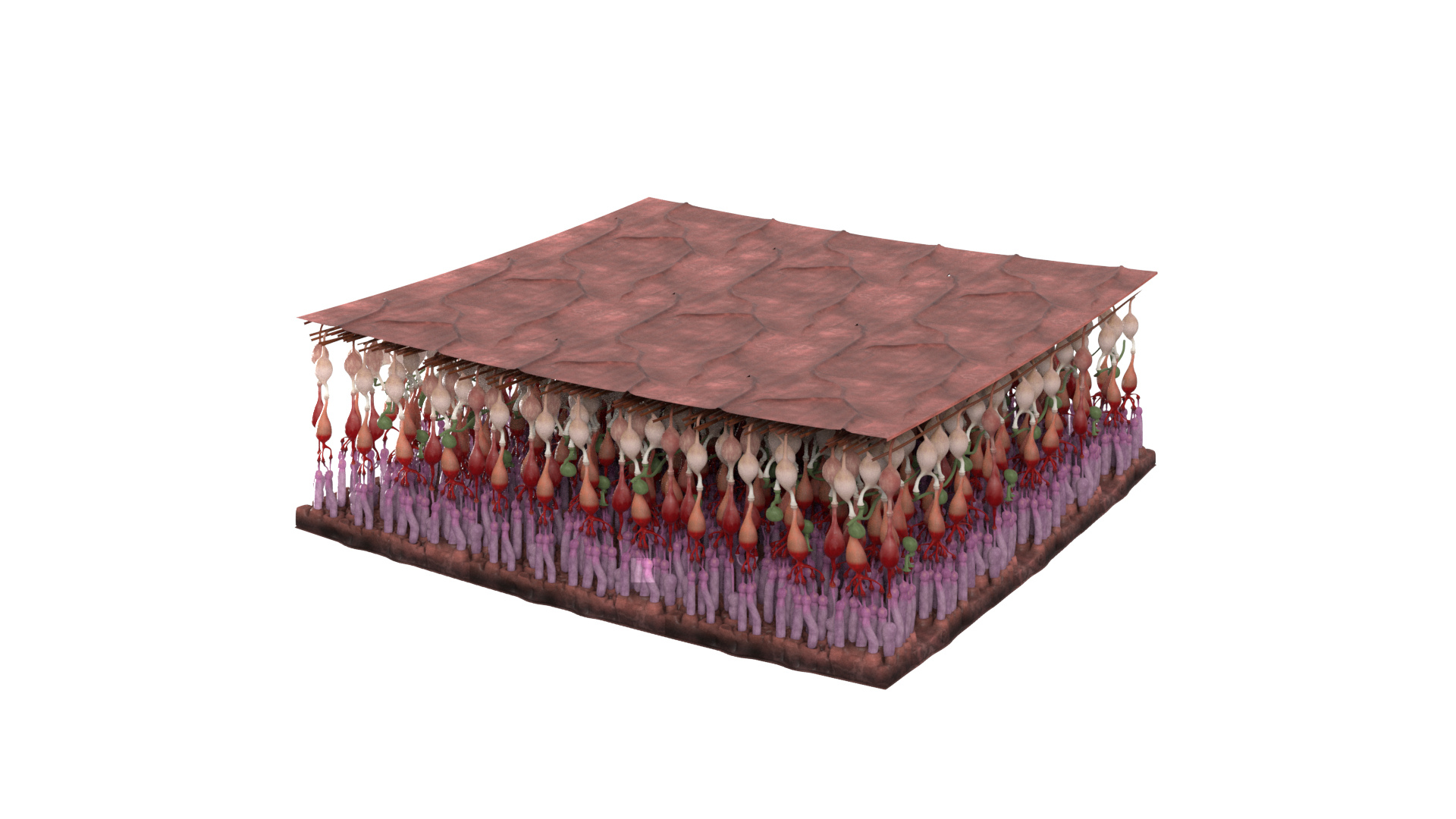 Section Retina 3D Model - TurboSquid 1460654