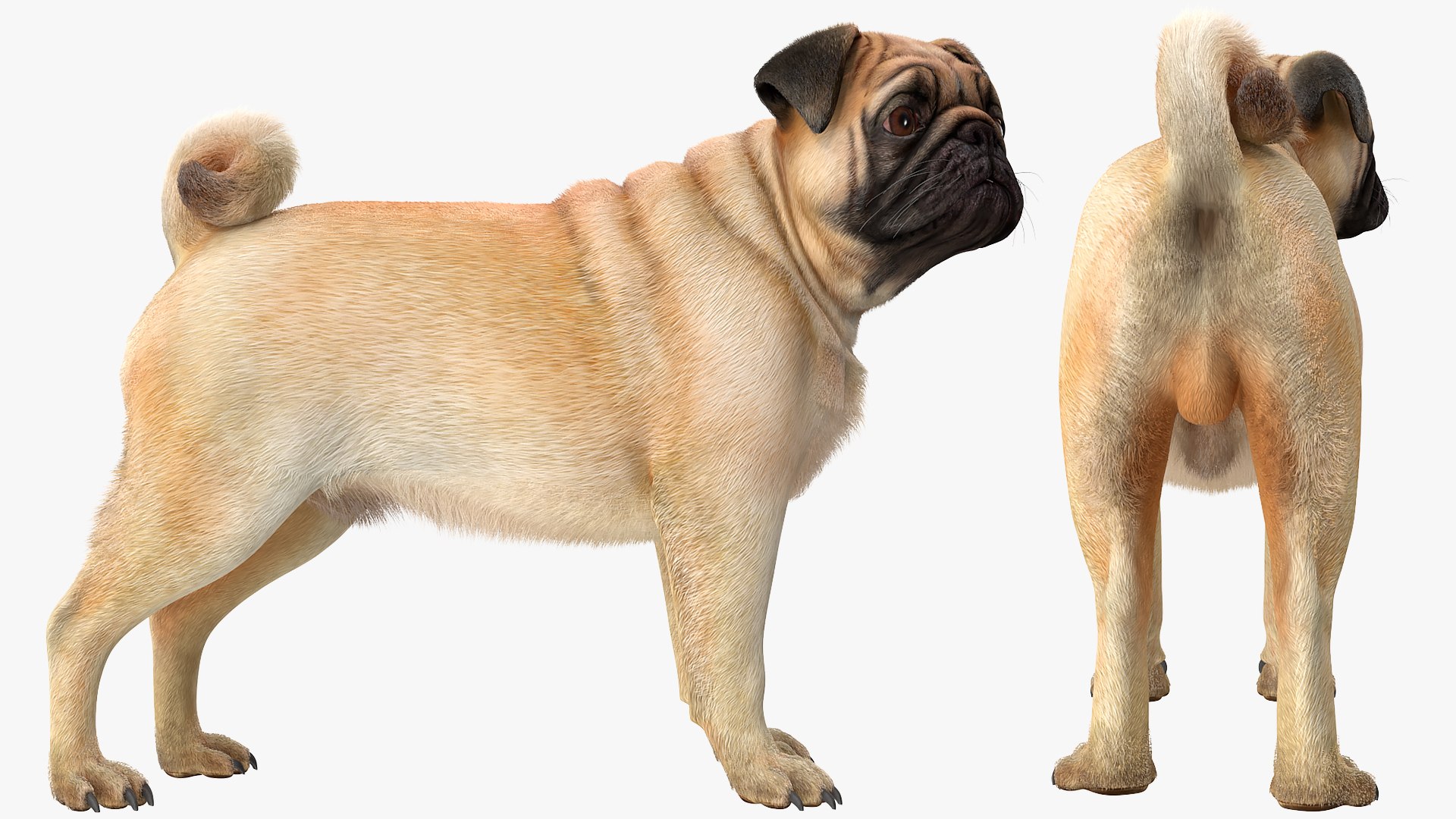 3D Dogs 2 - TurboSquid 1691116