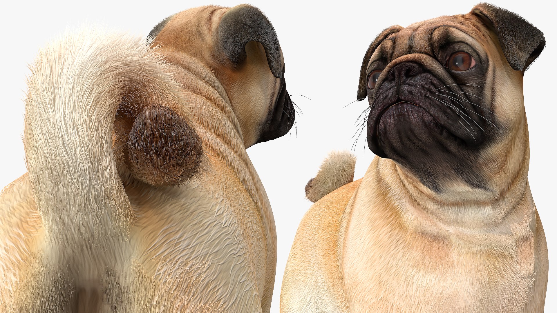 3D Dogs 2 - TurboSquid 1691116