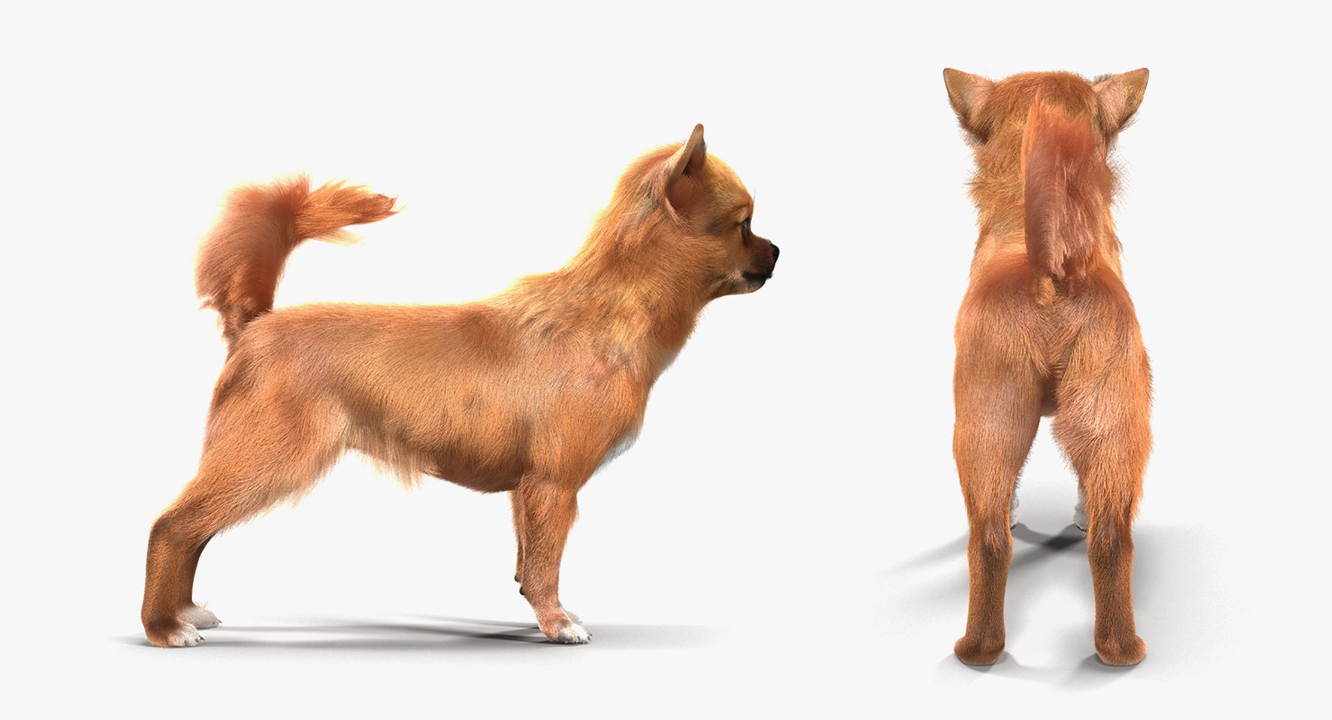 3D dogs 2 - TurboSquid 1691116