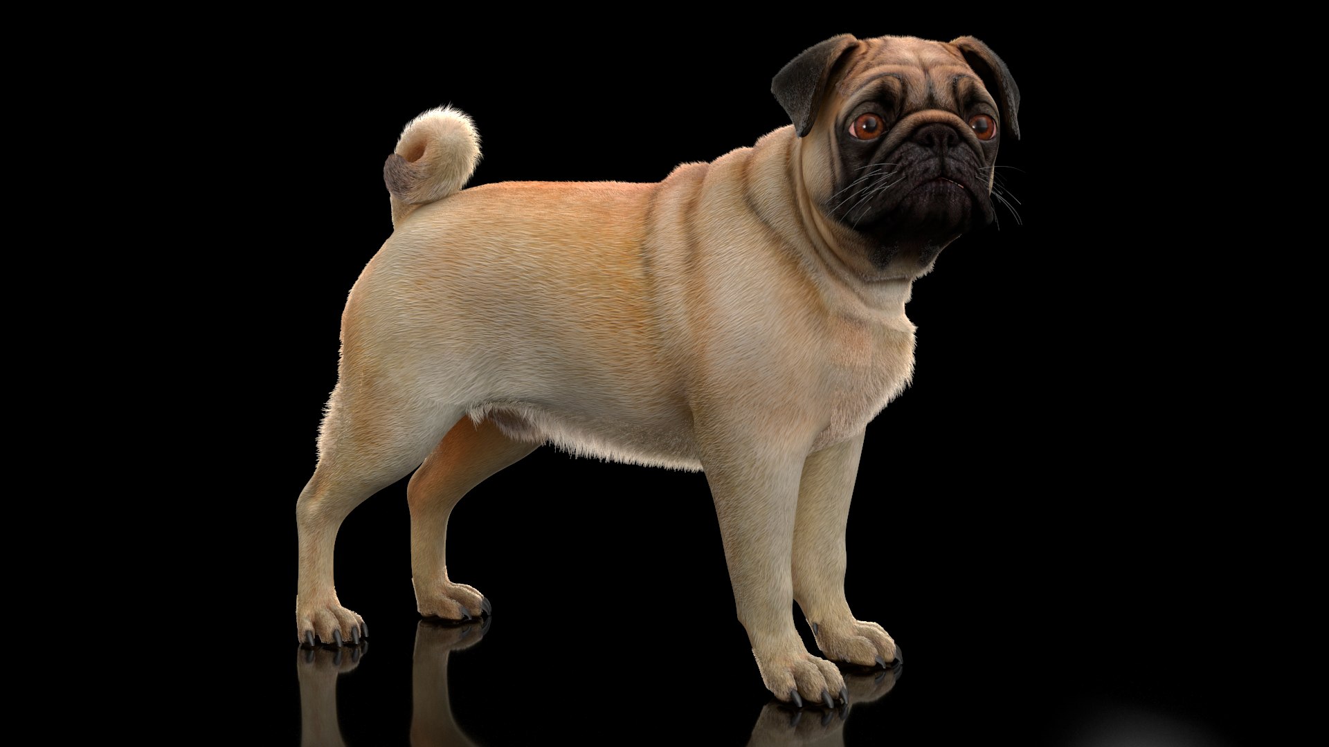 3D Dogs 2 - TurboSquid 1691116