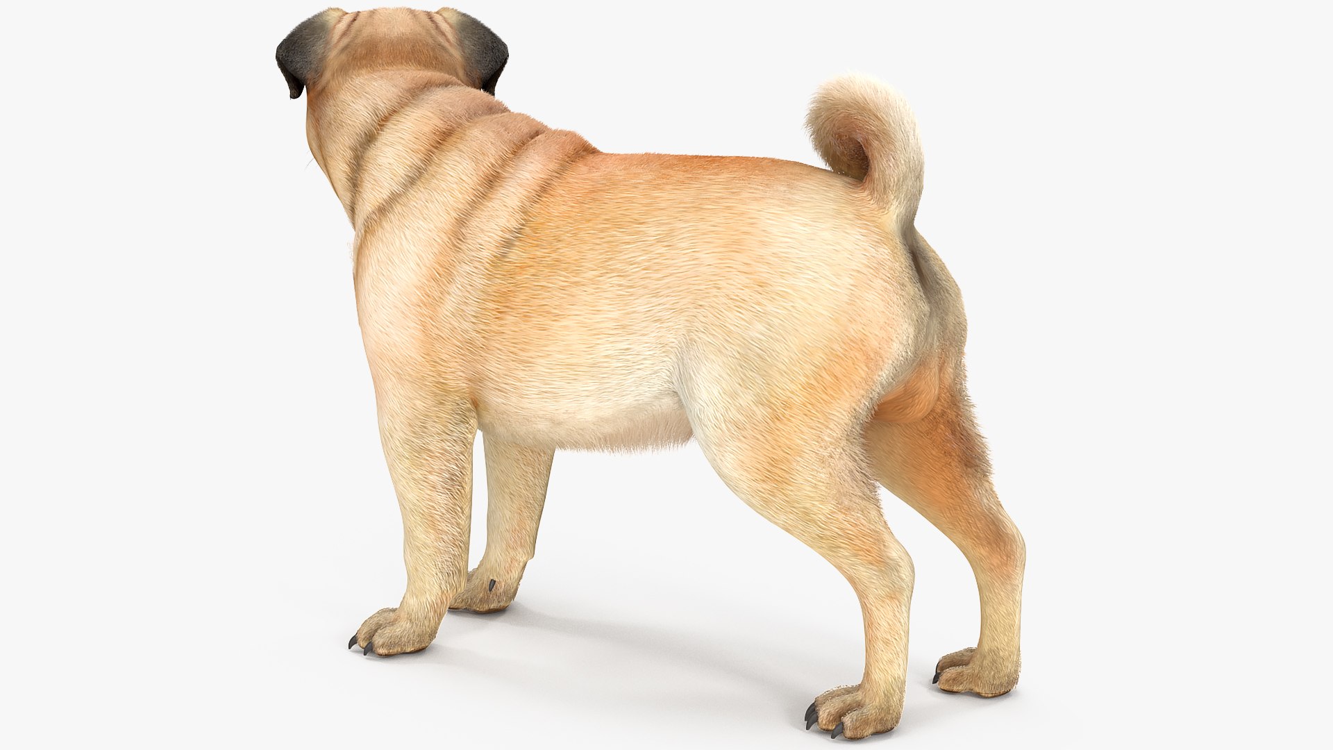 3D Dogs 2 - TurboSquid 1691116