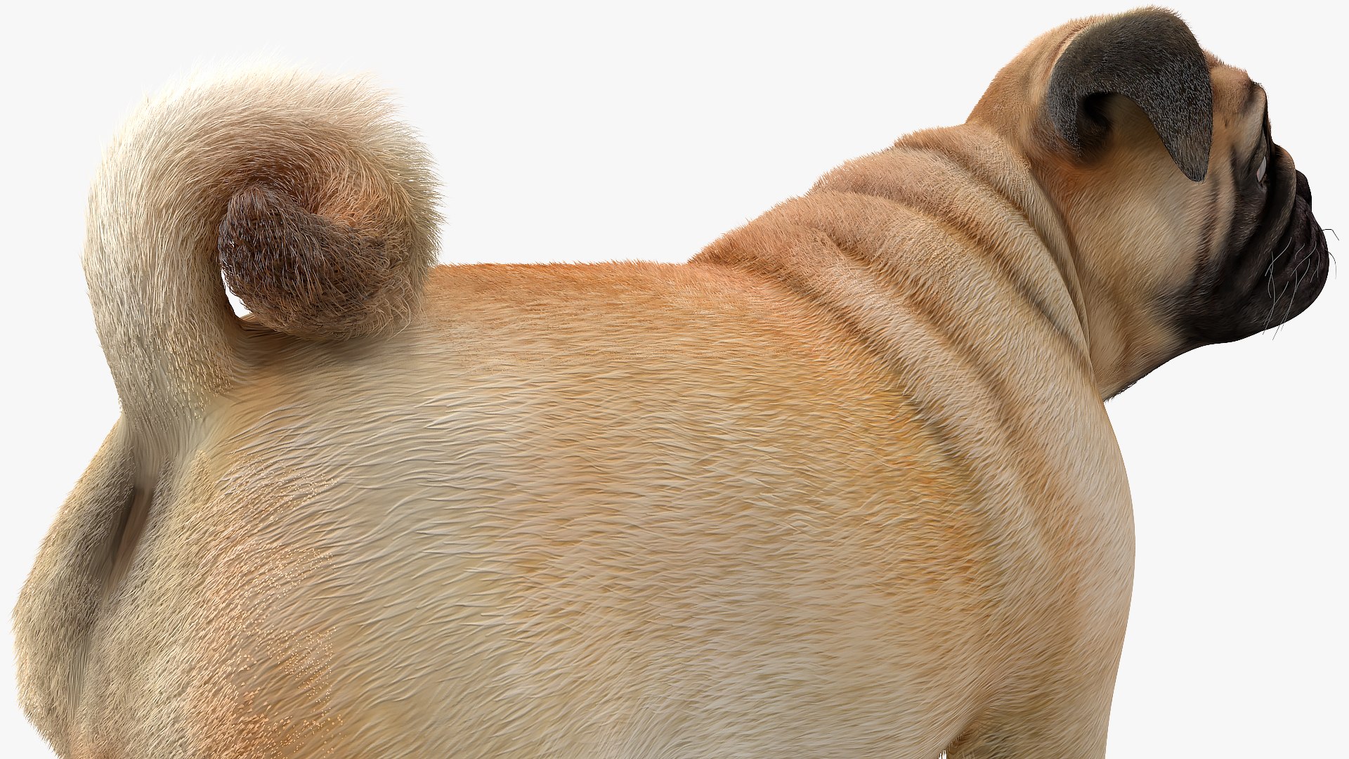 3D Dogs 2 - TurboSquid 1691116
