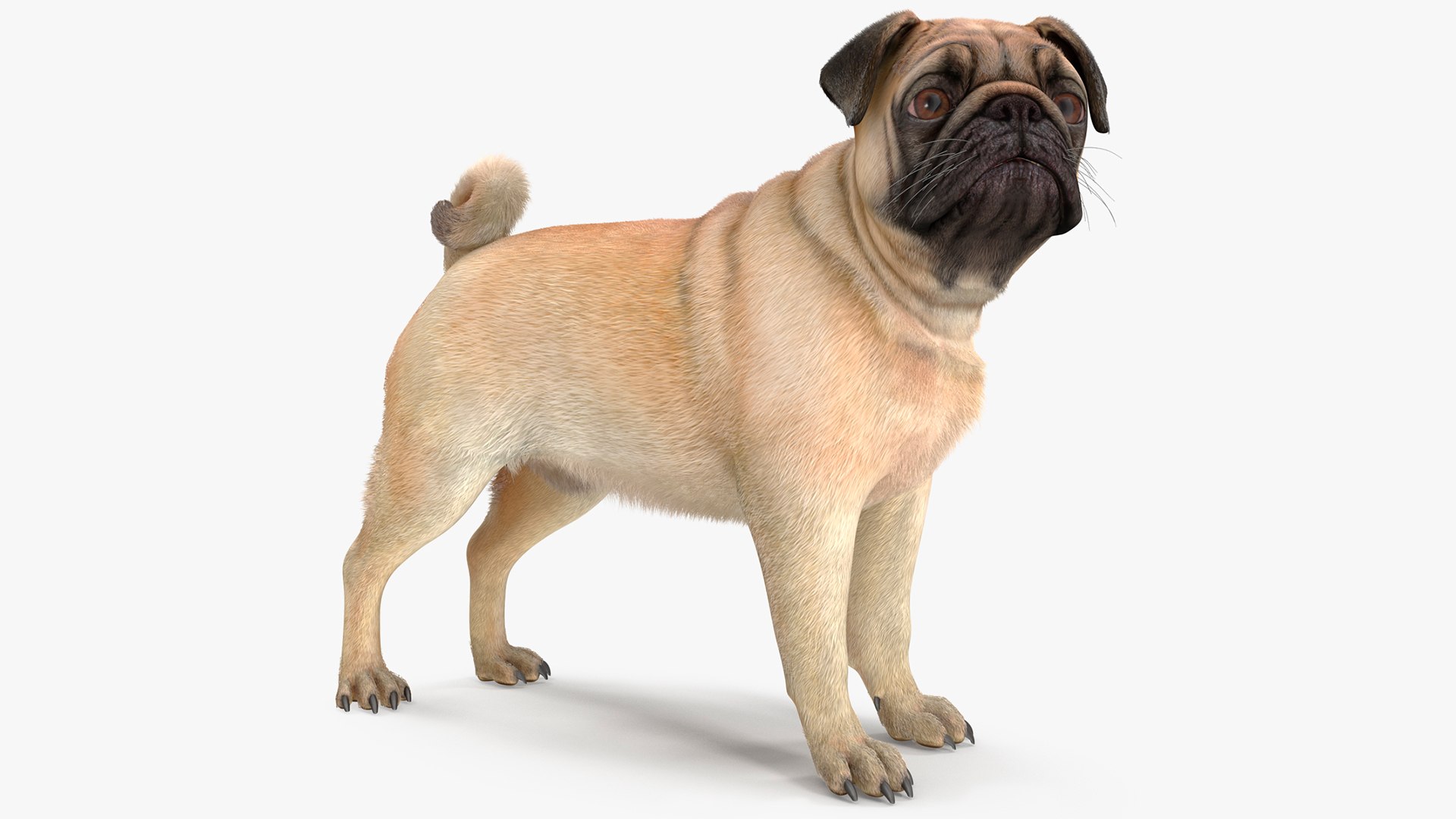 3D Dogs 2 - TurboSquid 1691116