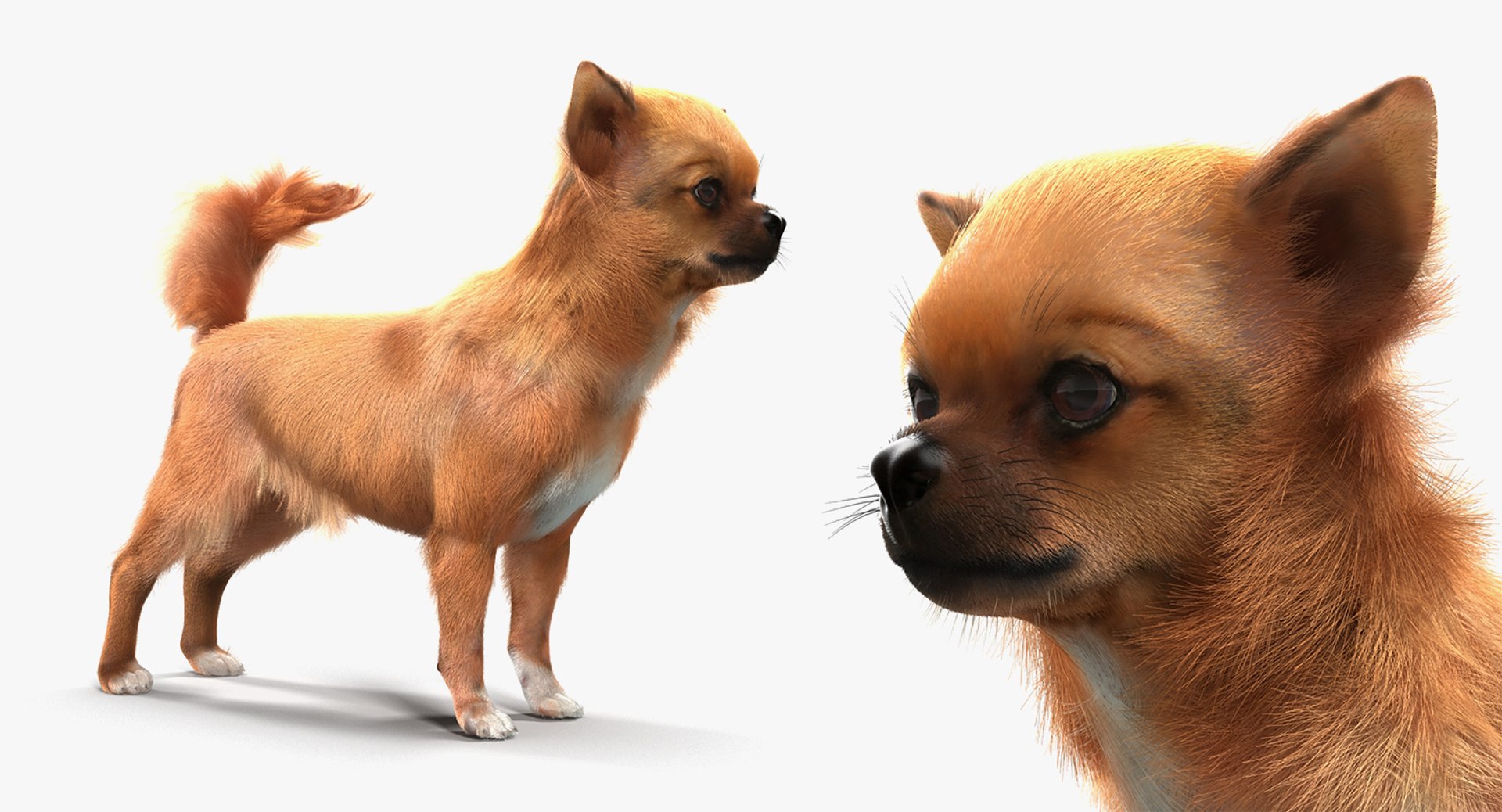 3D Dogs 2 - TurboSquid 1691116