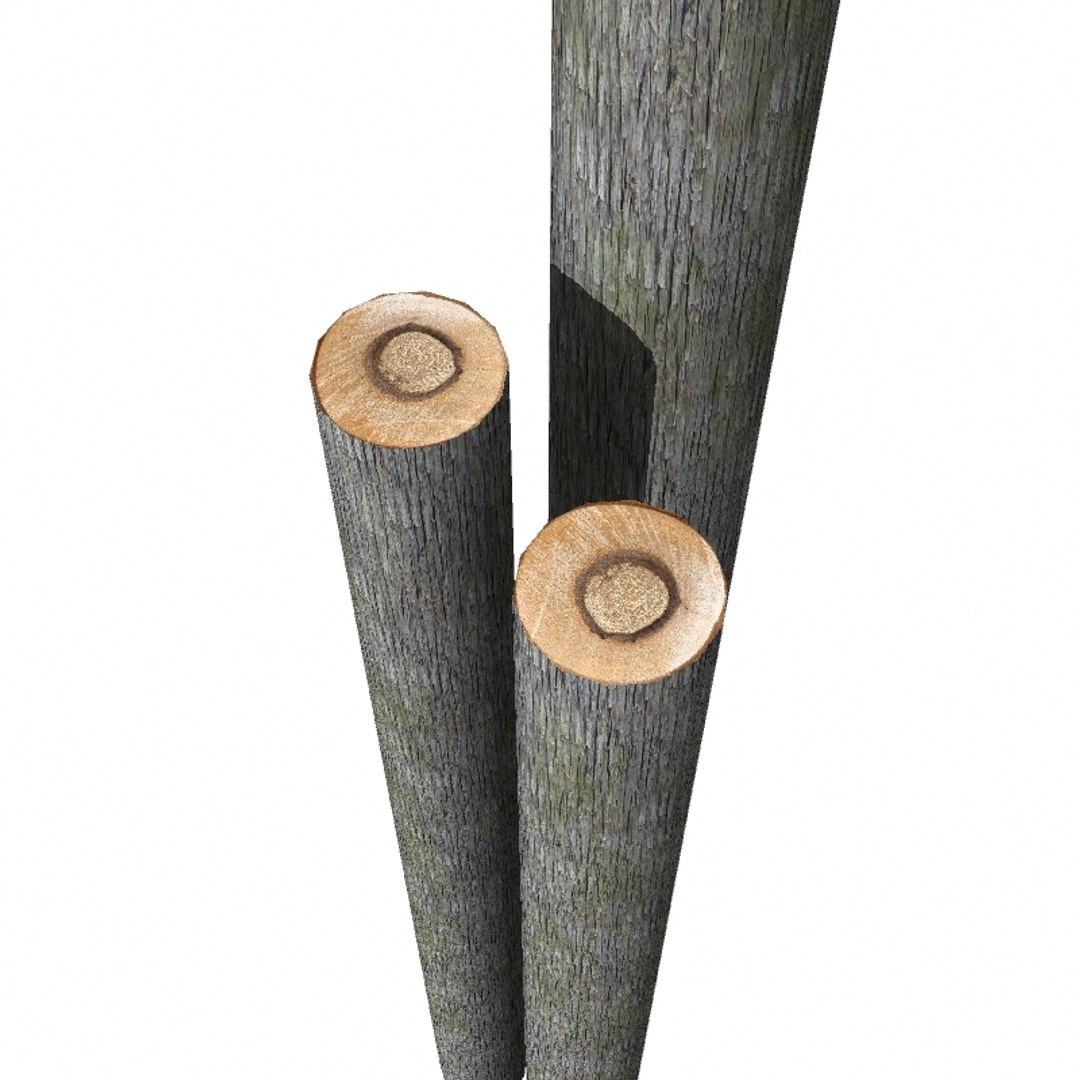 3d Max Tree Trunk