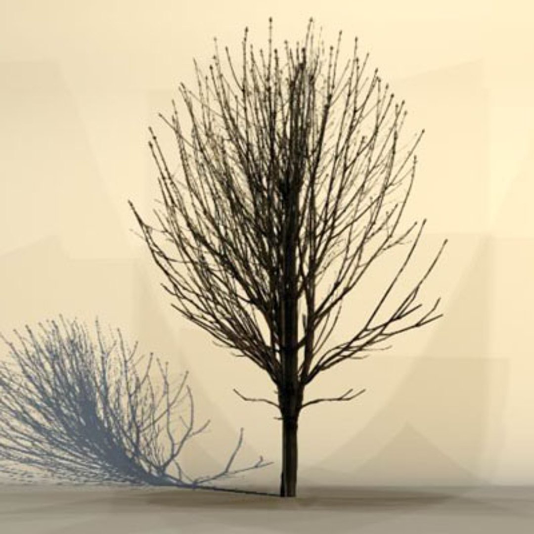 3d Model Winter Trees
