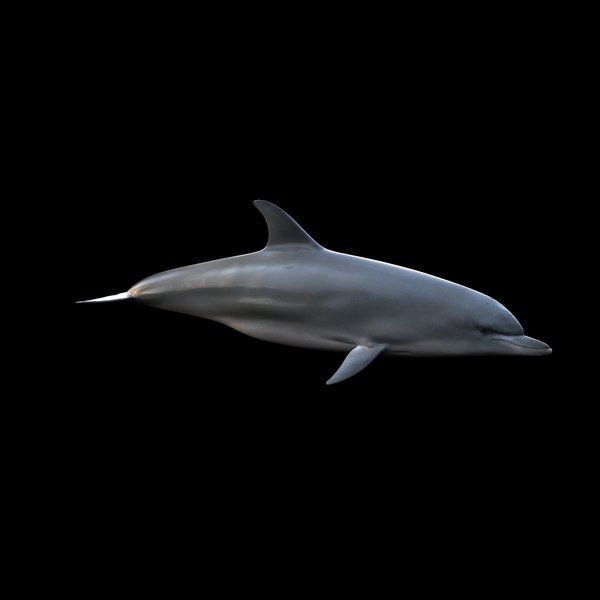 3d model of realistic dolphin