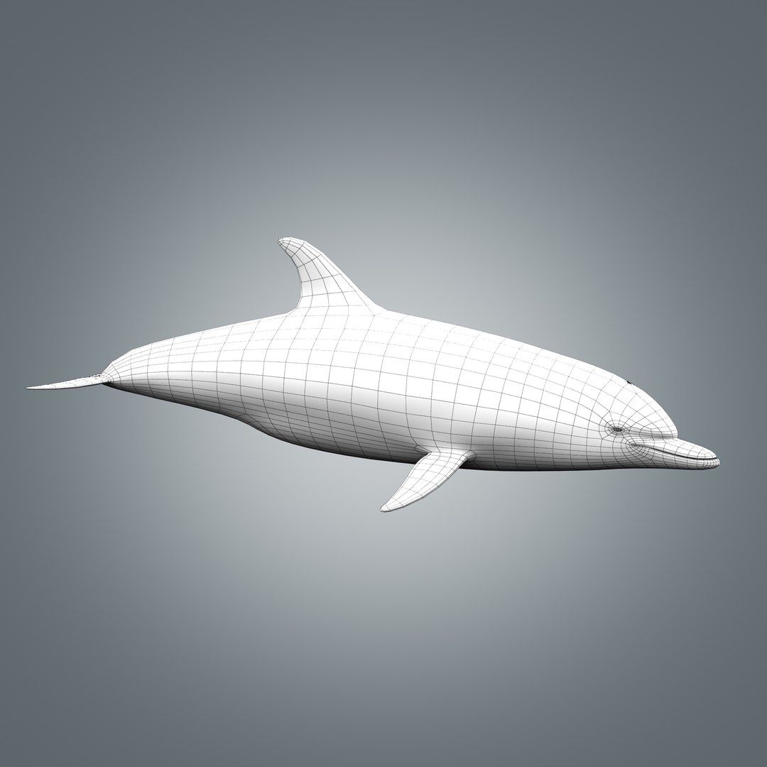 3d model of realistic dolphin