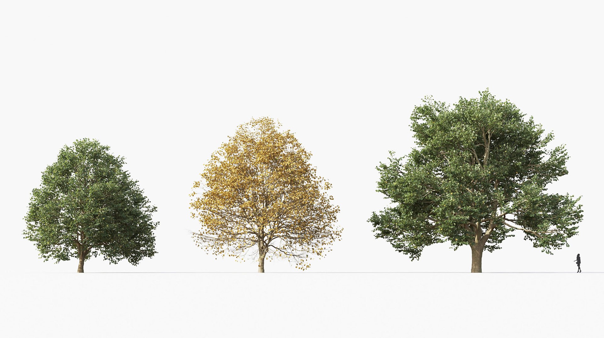 Tree Includes Growfx Files 3D Model - TurboSquid 1650668