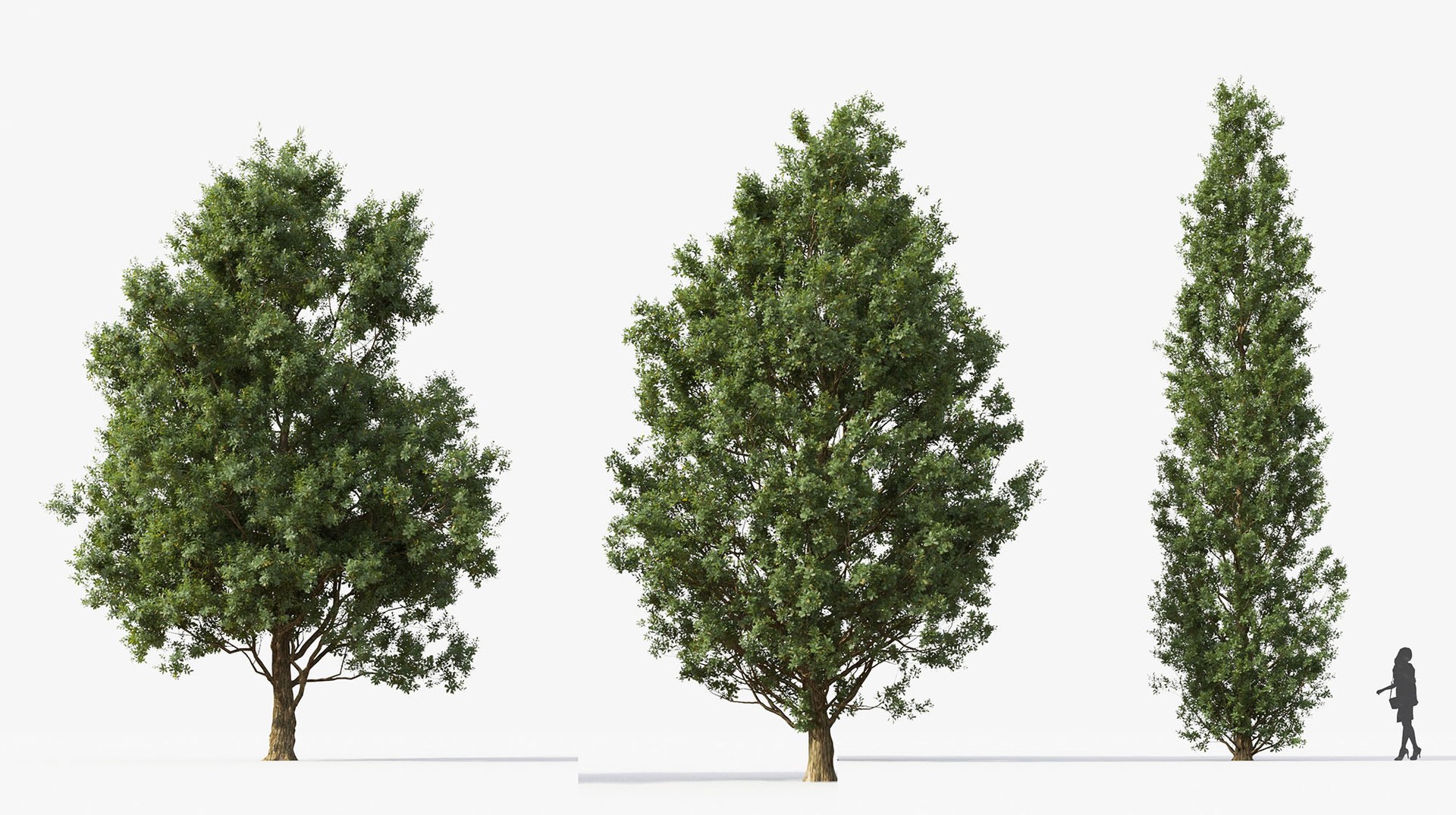 Tree Includes Growfx Files 3D Model - TurboSquid 1650668