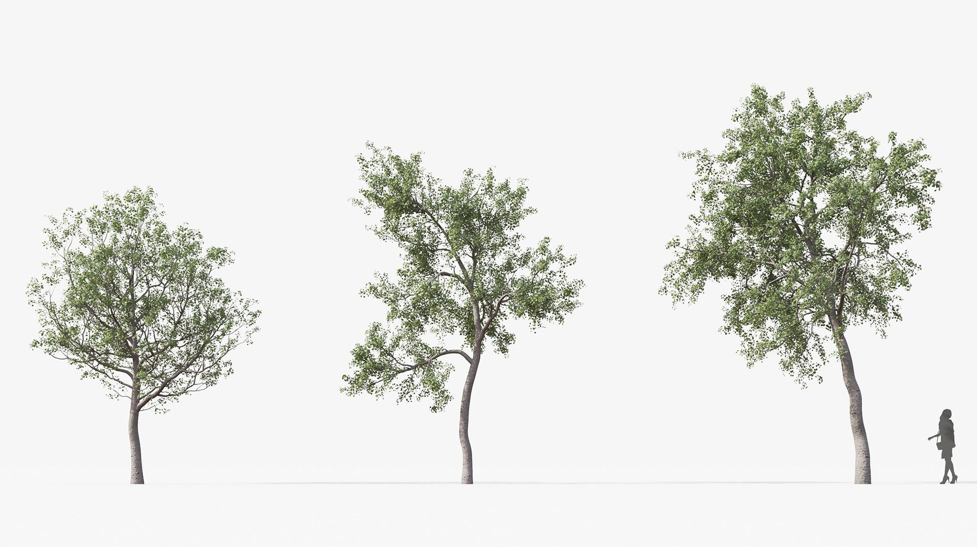 Tree Includes Growfx Files 3D Model - TurboSquid 1650668