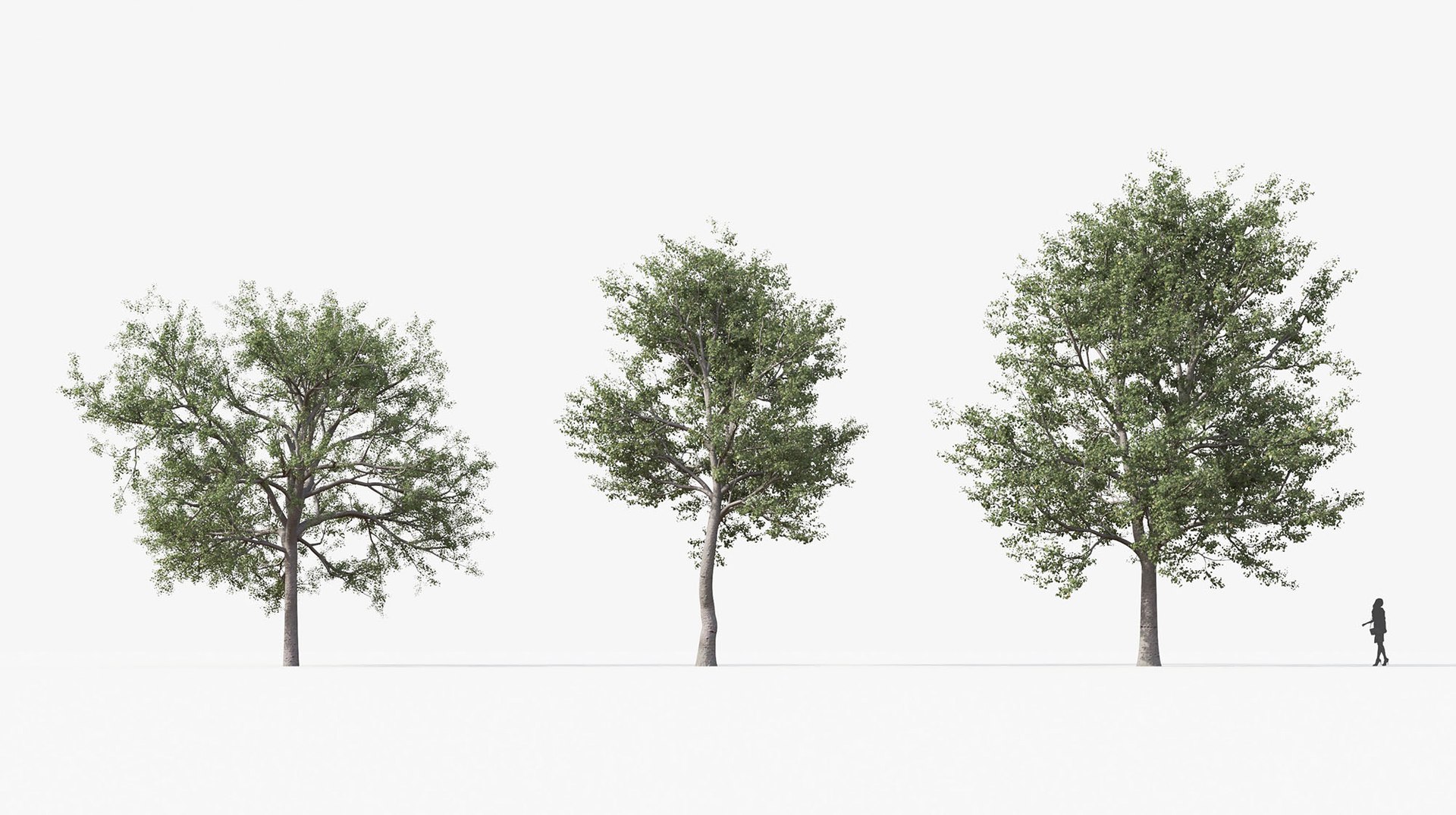 Tree Includes Growfx Files 3D Model - TurboSquid 1650668