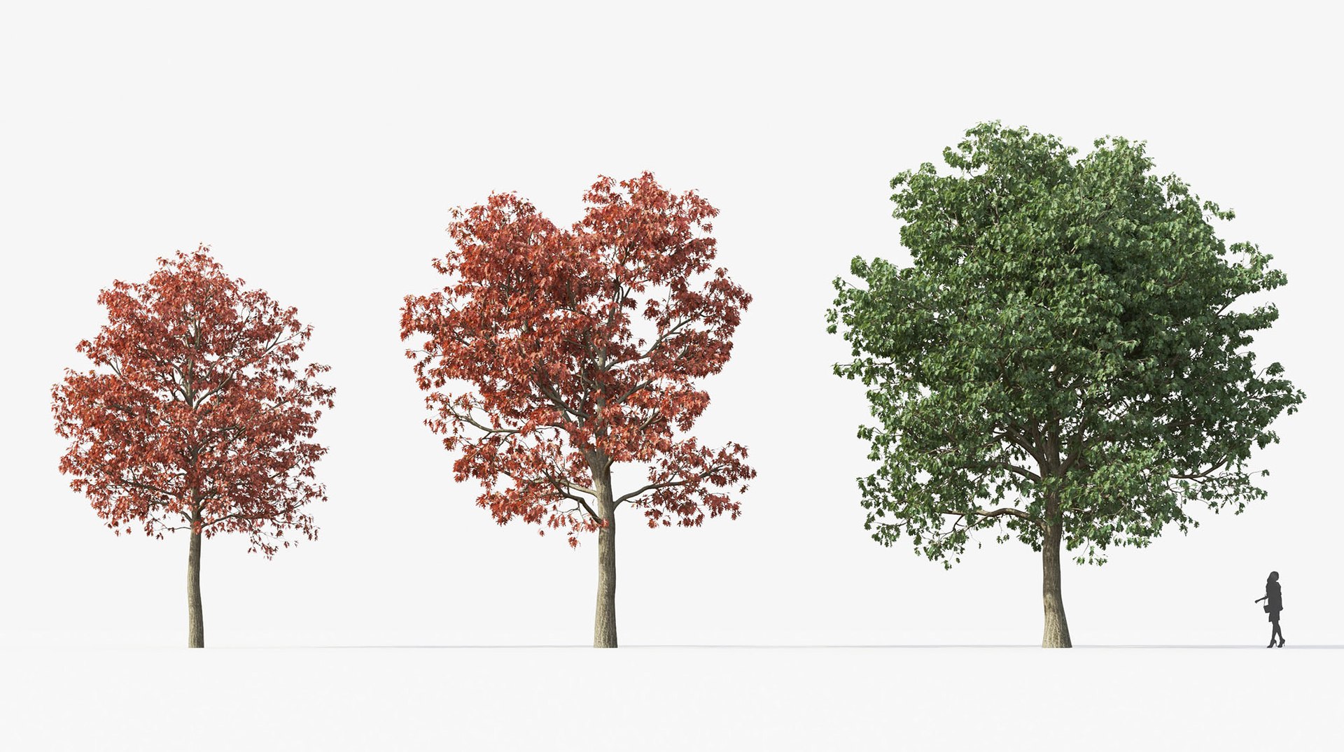 Tree Includes Growfx Files 3D Model - TurboSquid 1650668