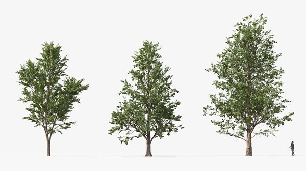Tree includes growfx files 3D model - TurboSquid 1650668