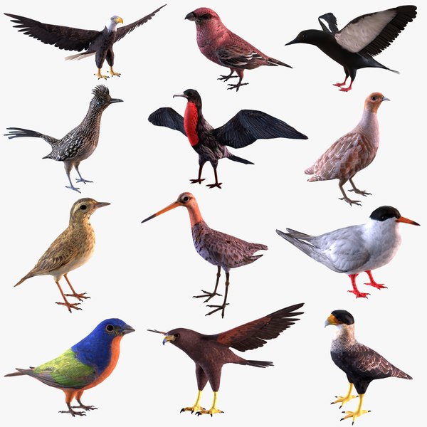 Eagle 3D Models for Download | TurboSquid