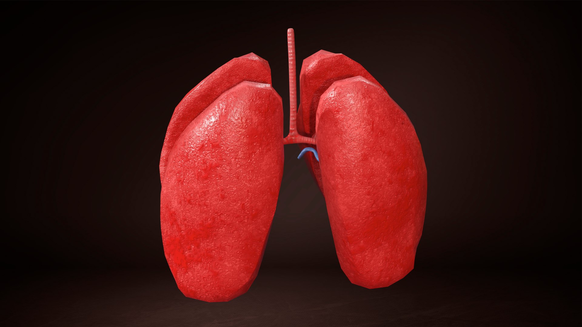 Internal Lung 3D Model - TurboSquid 2117590