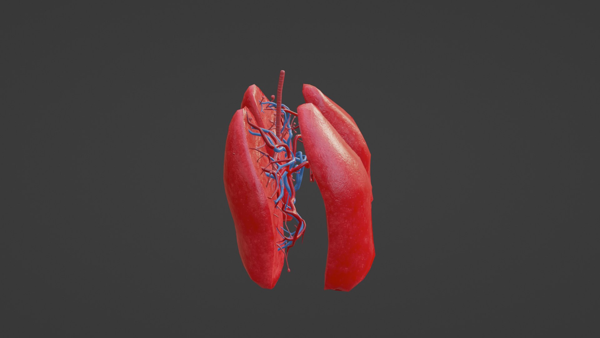 Internal Lung 3D Model - TurboSquid 2117590