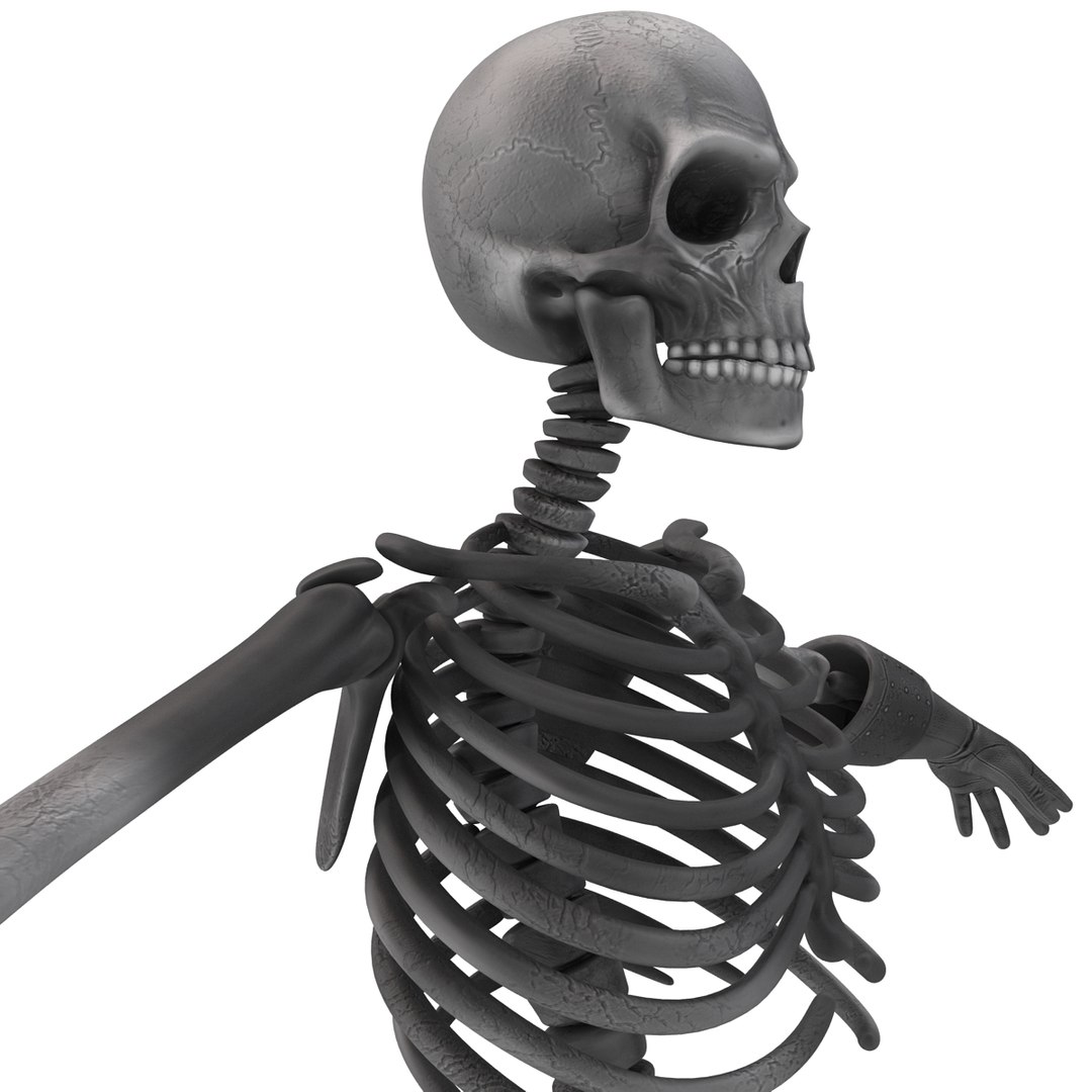 Cartoon Skeleton 2 Max