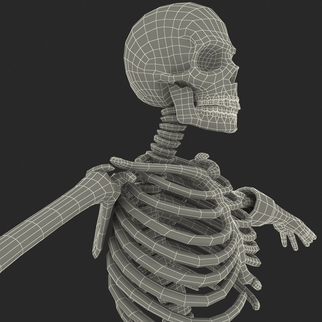 Cartoon Skeleton 2 Max