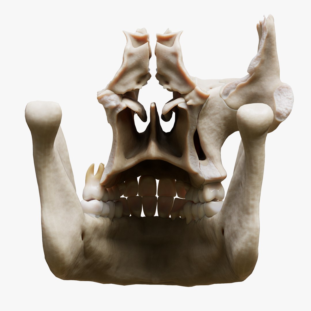 Tooth Structure Bone Anatomy 3D Model - TurboSquid 1814219