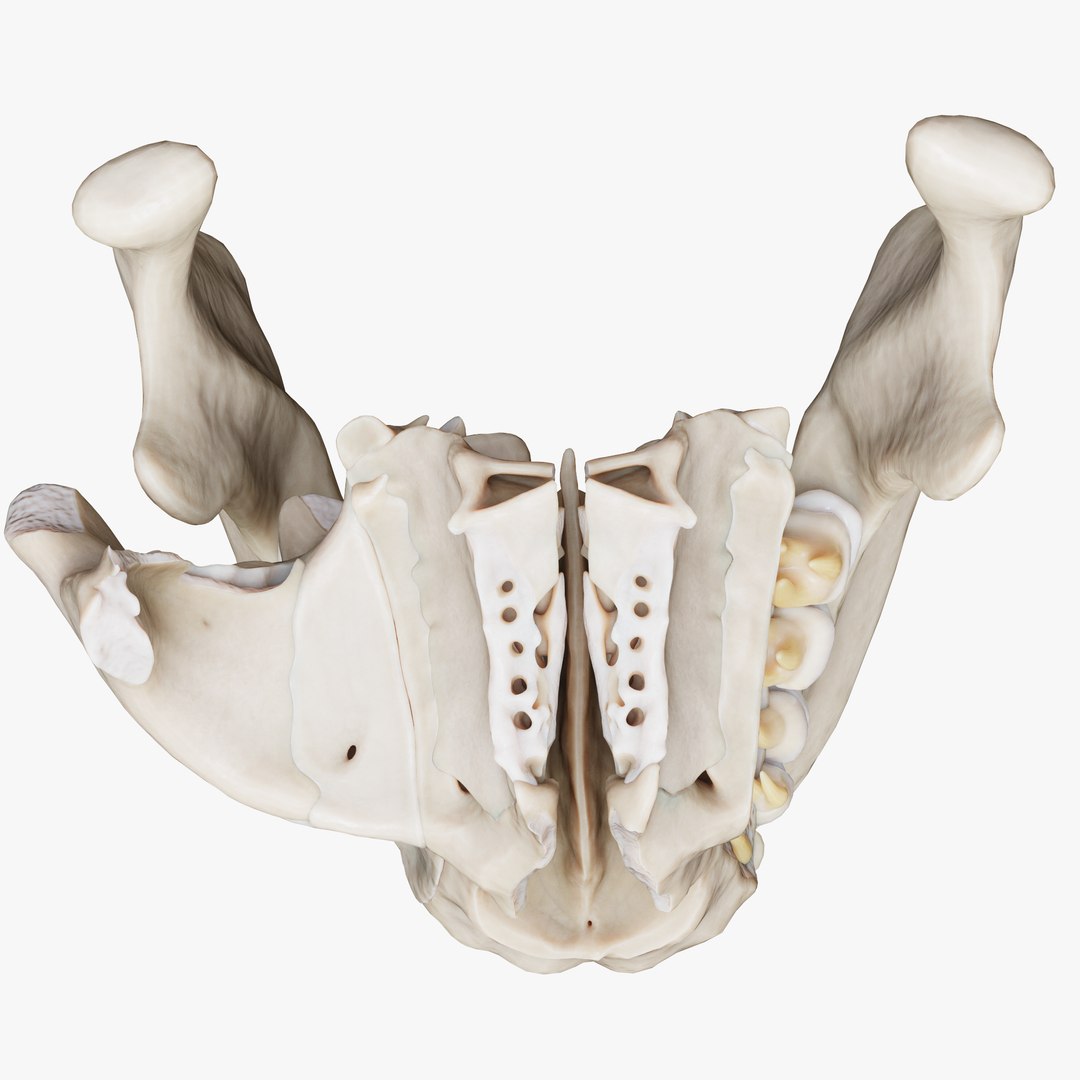 Tooth Structure Bone Anatomy 3D Model - TurboSquid 1814219