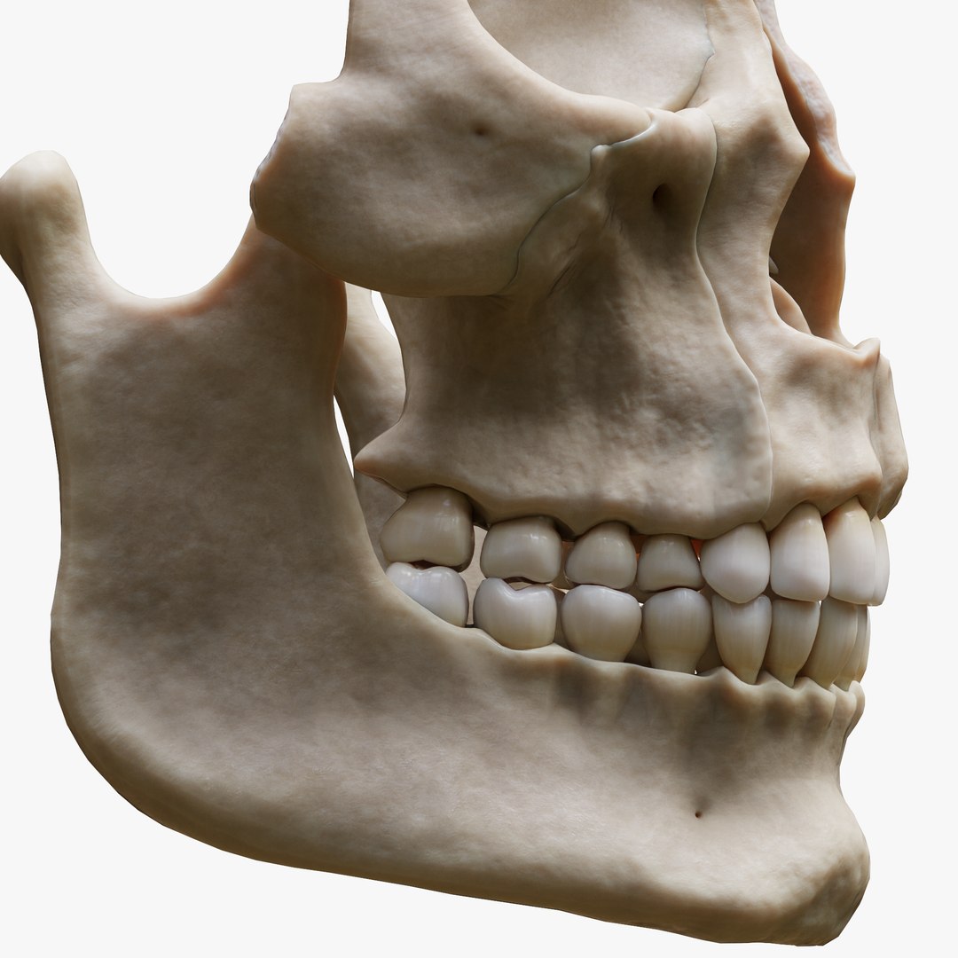 Tooth Structure Bone Anatomy 3D Model - TurboSquid 1814219