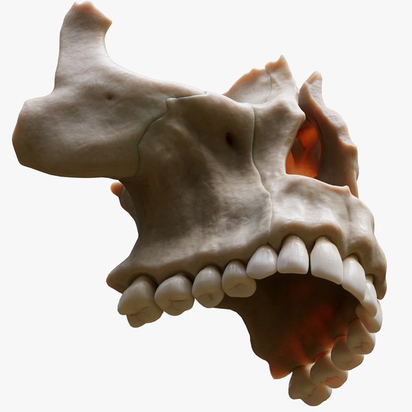 modèle 3D de Structure de la dent Anatomie osseuse - TurboSquid 1814219