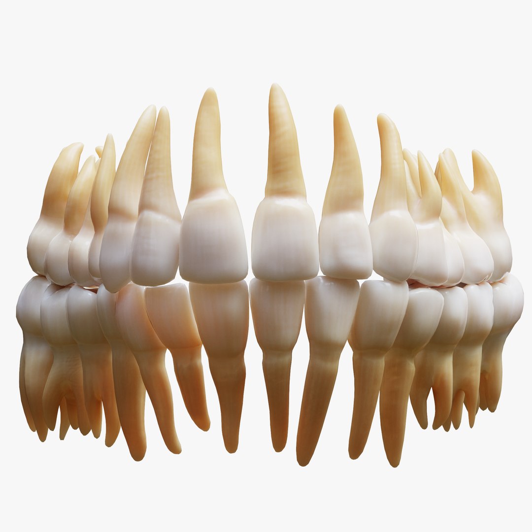 Tooth Structure Bone Anatomy 3D Model - TurboSquid 1814219