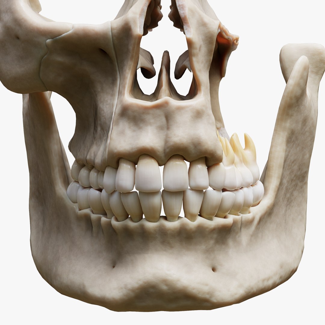 Tooth Structure Bone Anatomy 3D Model - TurboSquid 1814219