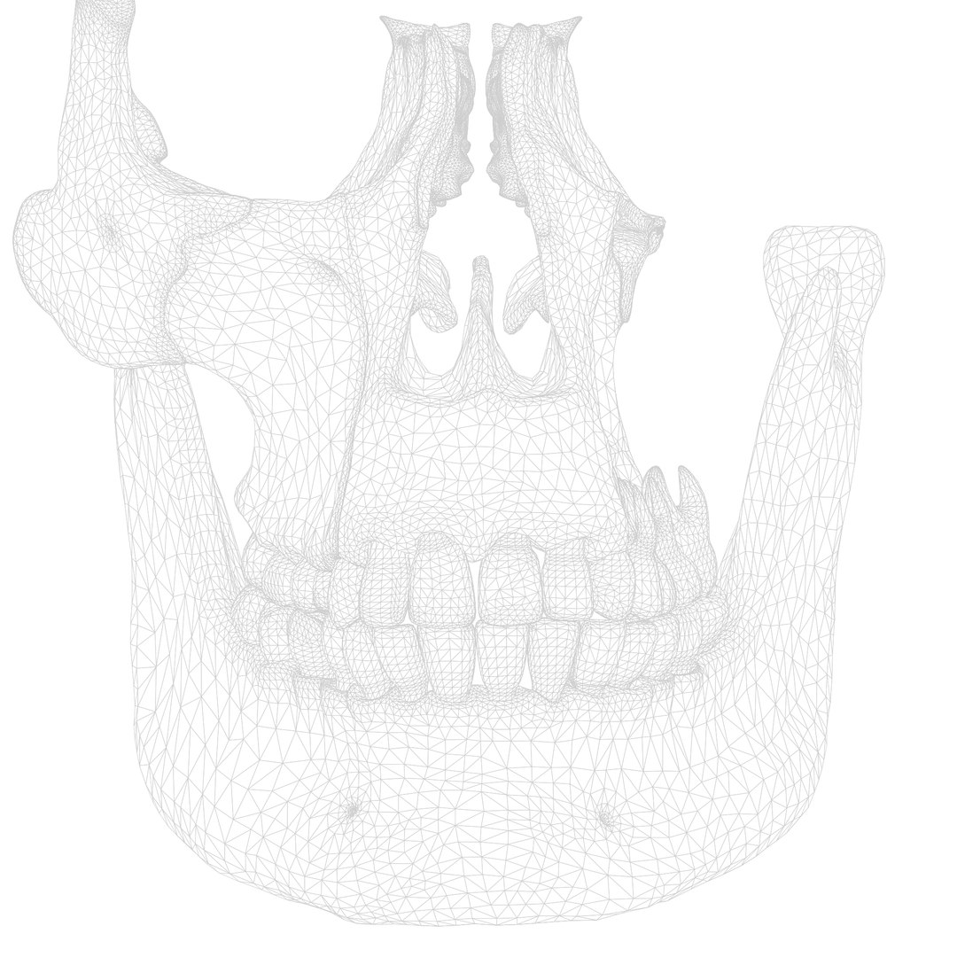 Tooth Structure Bone Anatomy 3D Model - TurboSquid 1814219