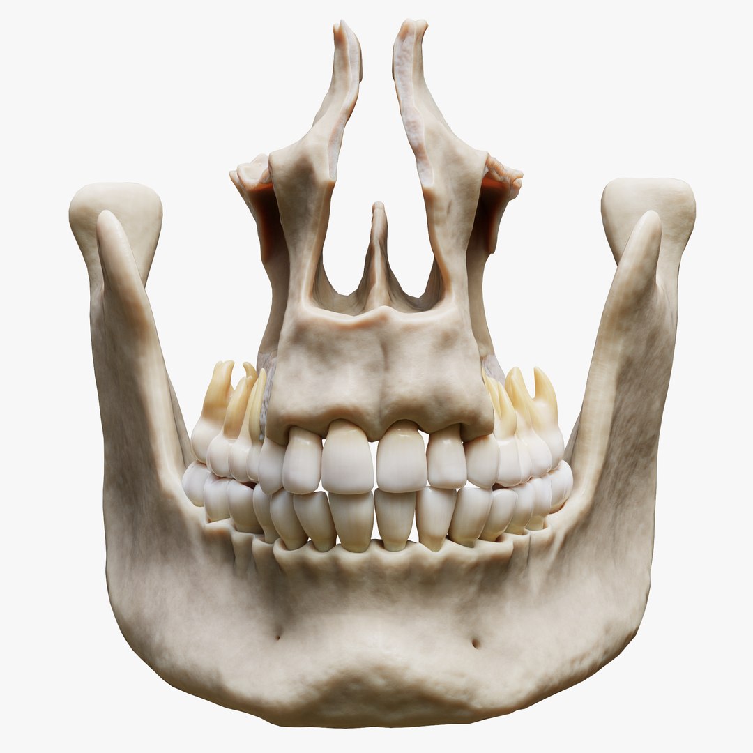 Tooth Structure Bone Anatomy 3D Model - TurboSquid 1814219