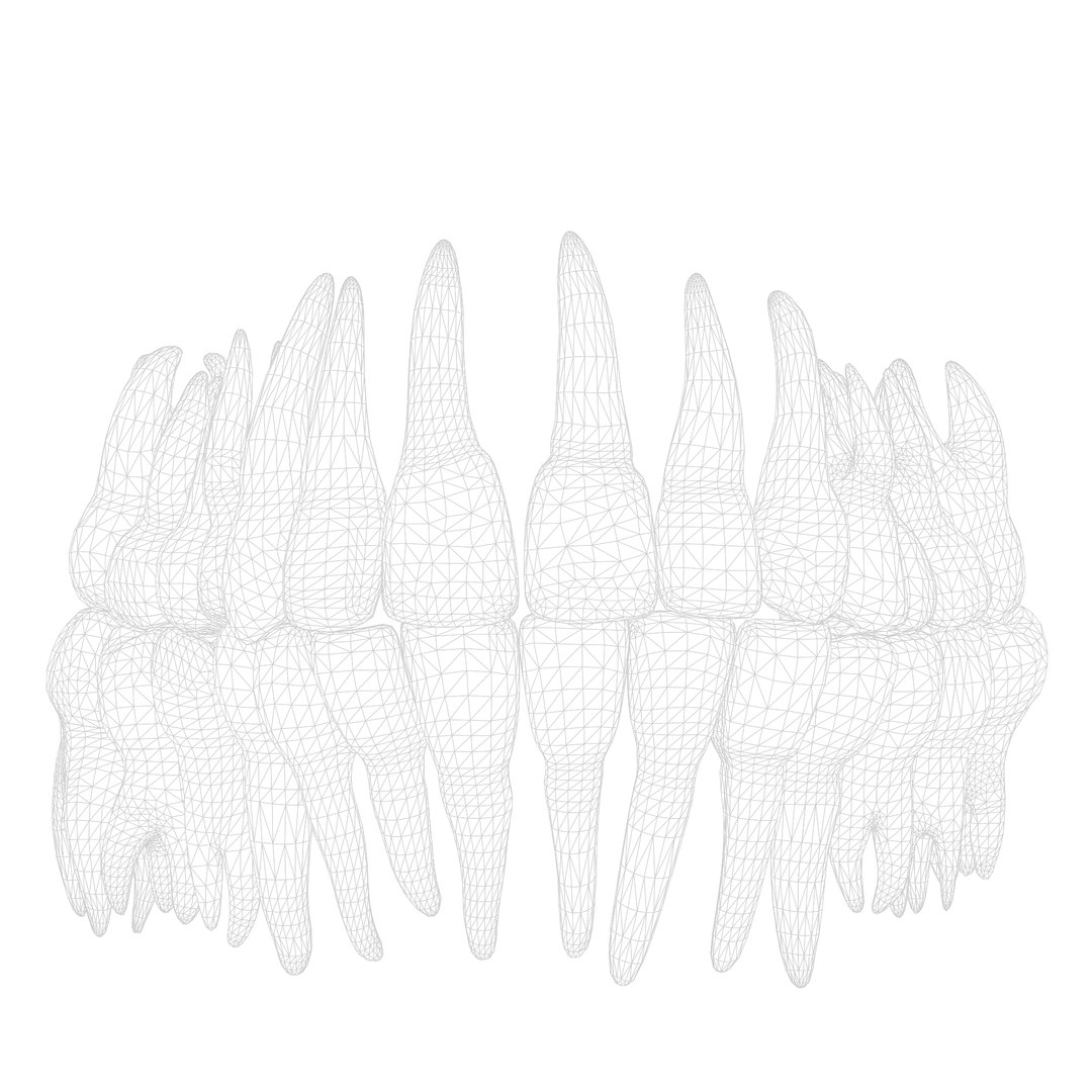 Tooth Structure Bone Anatomy 3D Model - TurboSquid 1814219