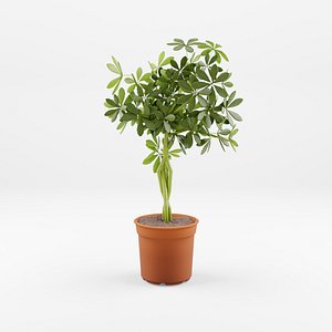 Schefflera 3D Models for Download | TurboSquid