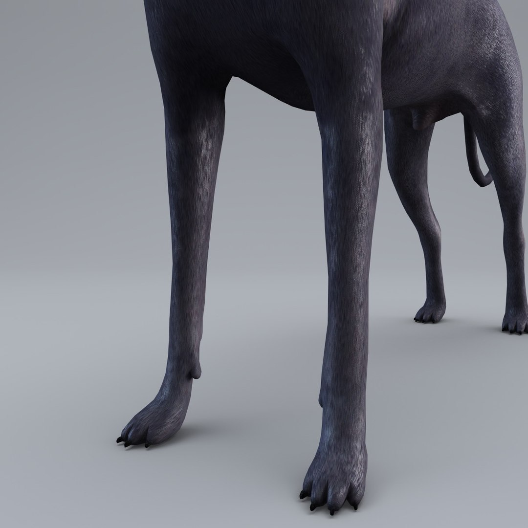 3d Model Great Dane Dog