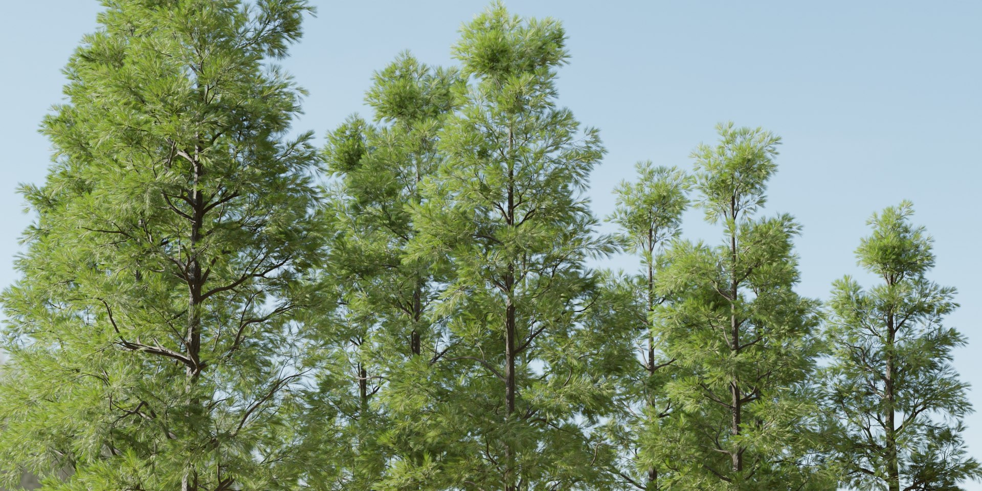 Pine Trees Collection Vol 227-Blender-3dmodel Model - TurboSquid 2210937