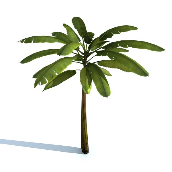 Banana Tree 3D Models for Download | TurboSquid