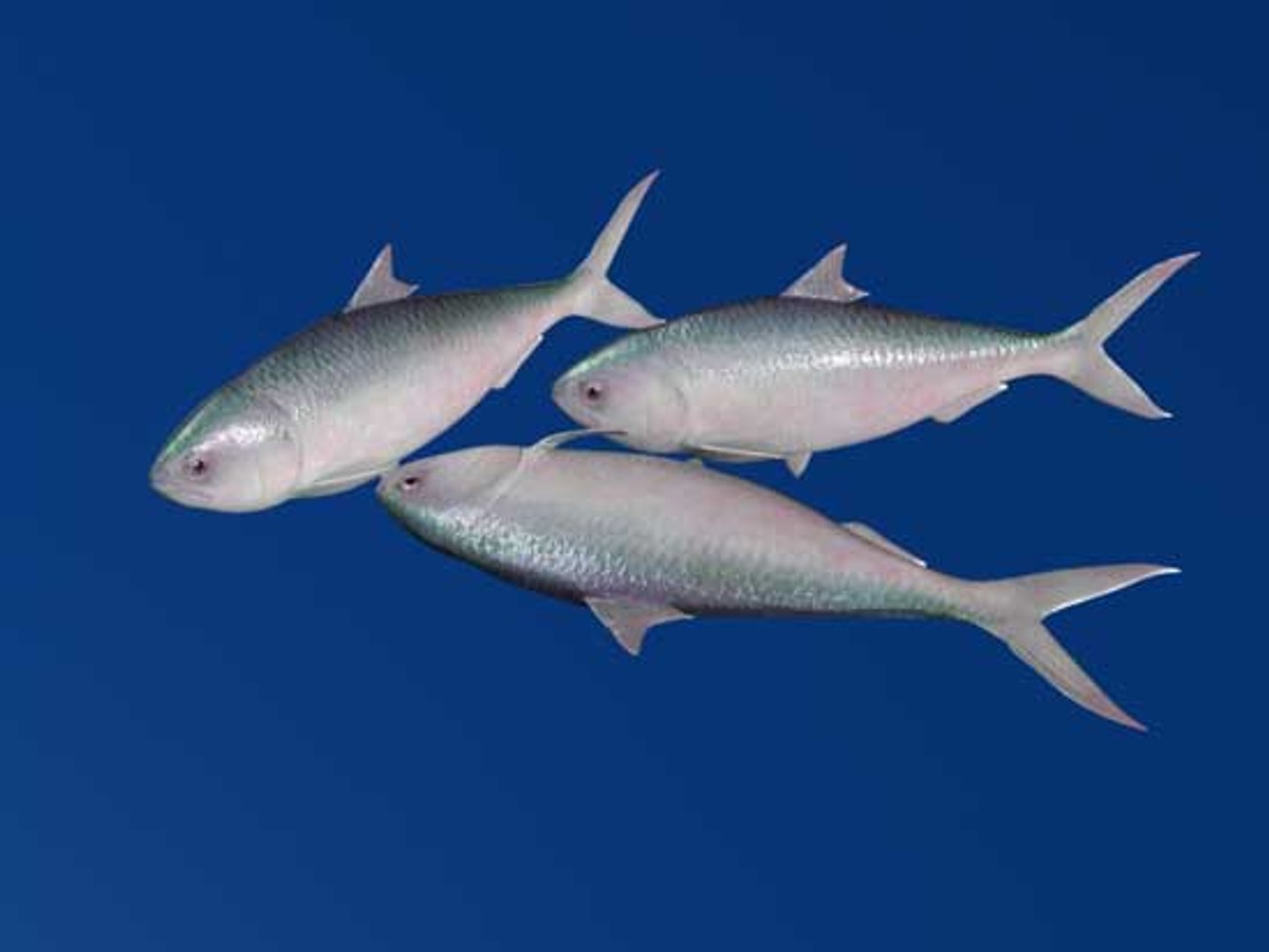 3dsmax hilsa fish