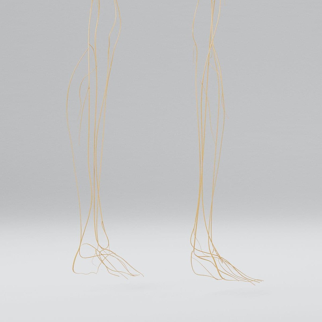 Brain Nervous - Human 3d Model