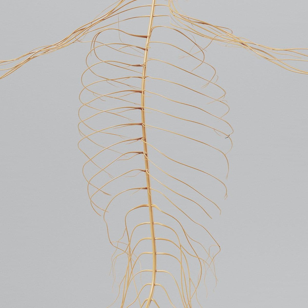 Brain Nervous - Human 3d Model