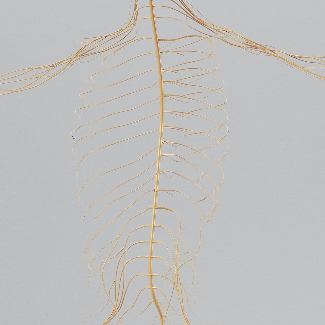 Brain Nervous - Human 3d Model