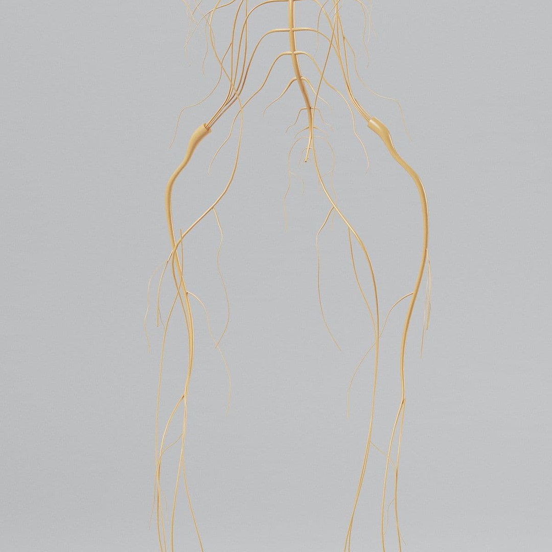Brain Nervous - Human 3d Model