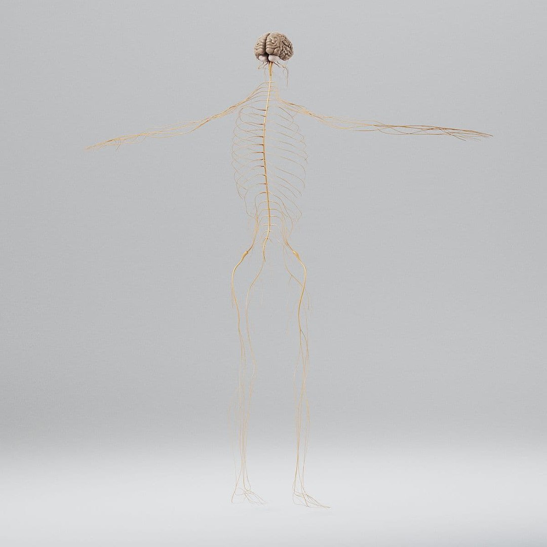 Brain Nervous - Human 3d Model