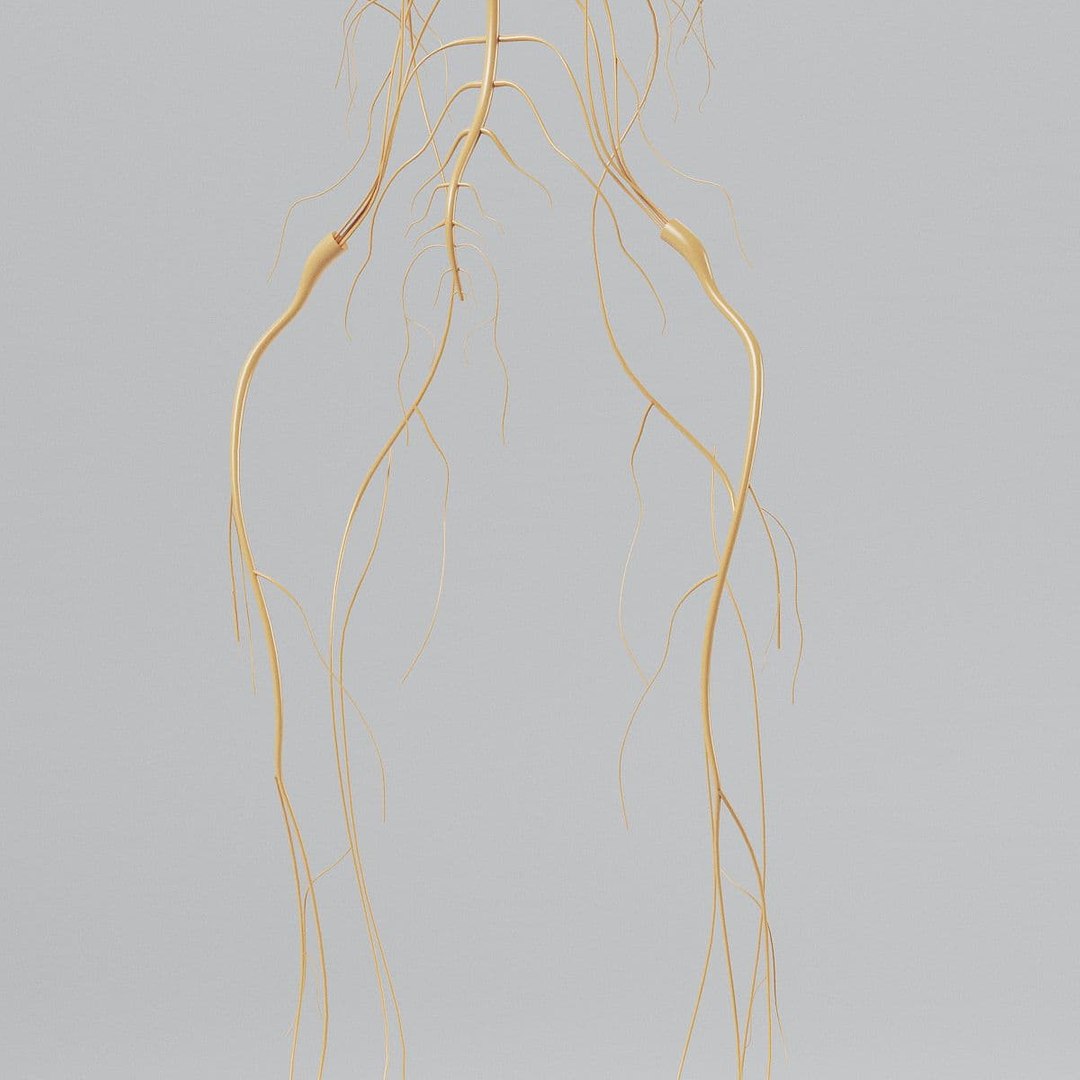 Brain Nervous - Human 3d Model