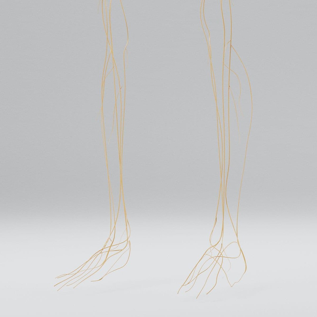 Brain Nervous - Human 3d Model